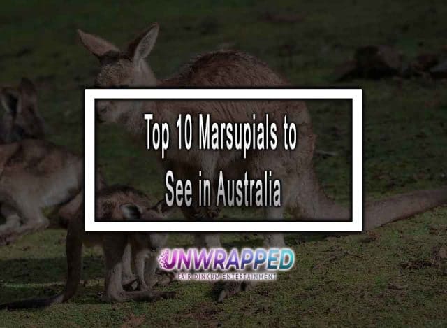 Top 10 Marsupials to See in Australia