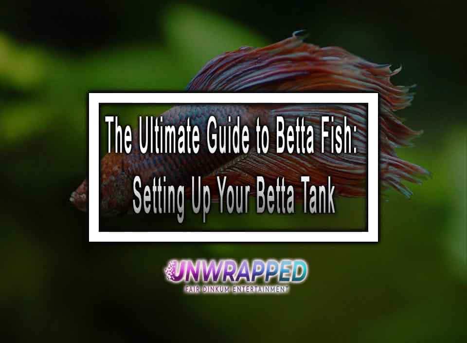 The Ultimate Guide to Betta Fish: Setting Up Your Betta Tank