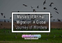 Australia’s 10 Most Dangerous Animals in 2025: The Ultimate Guide to ...