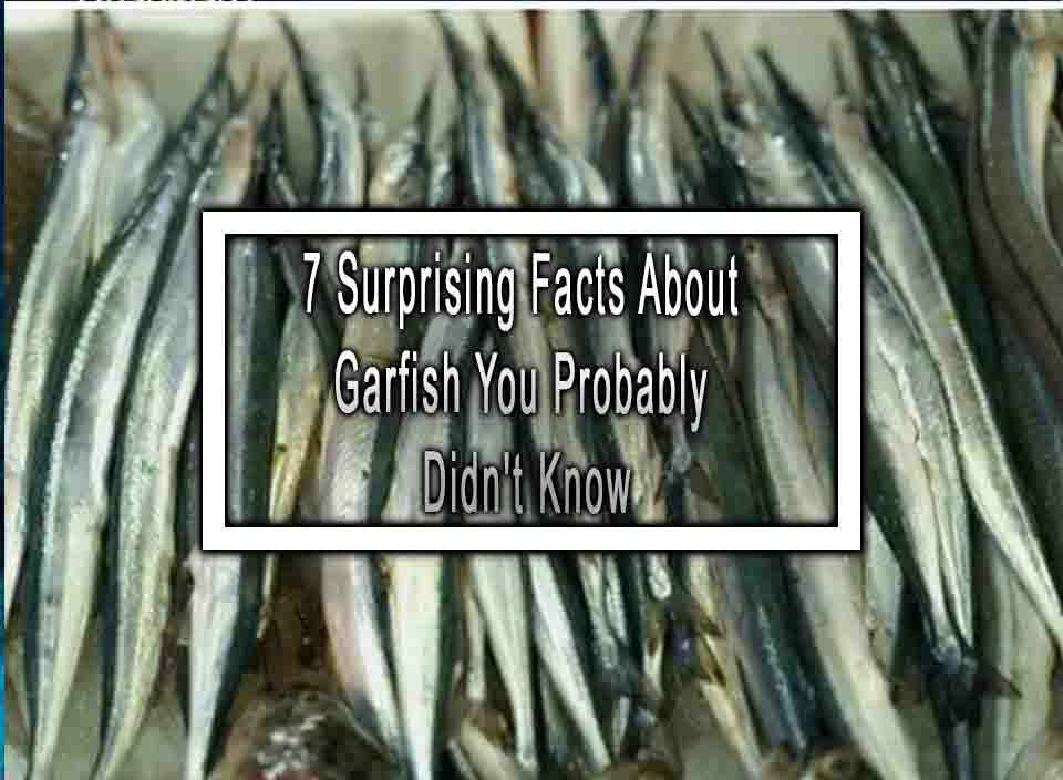7 Surprising Facts About Garfish You Probably Didn't Know