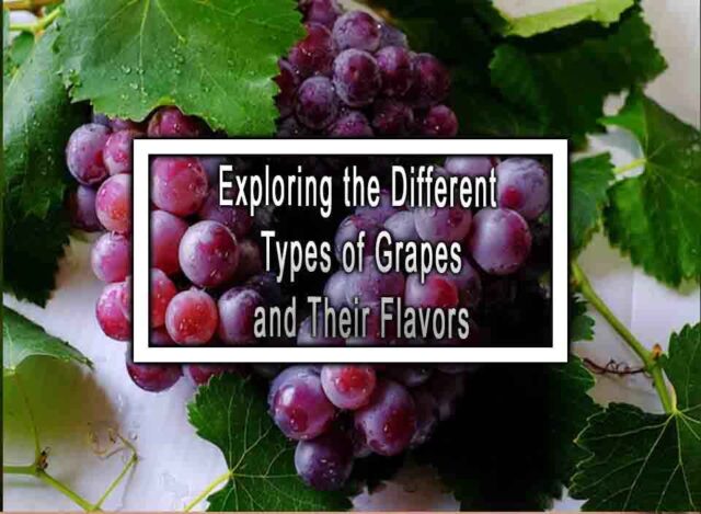 Exploring the Different Types of Grapes and Their Flavors