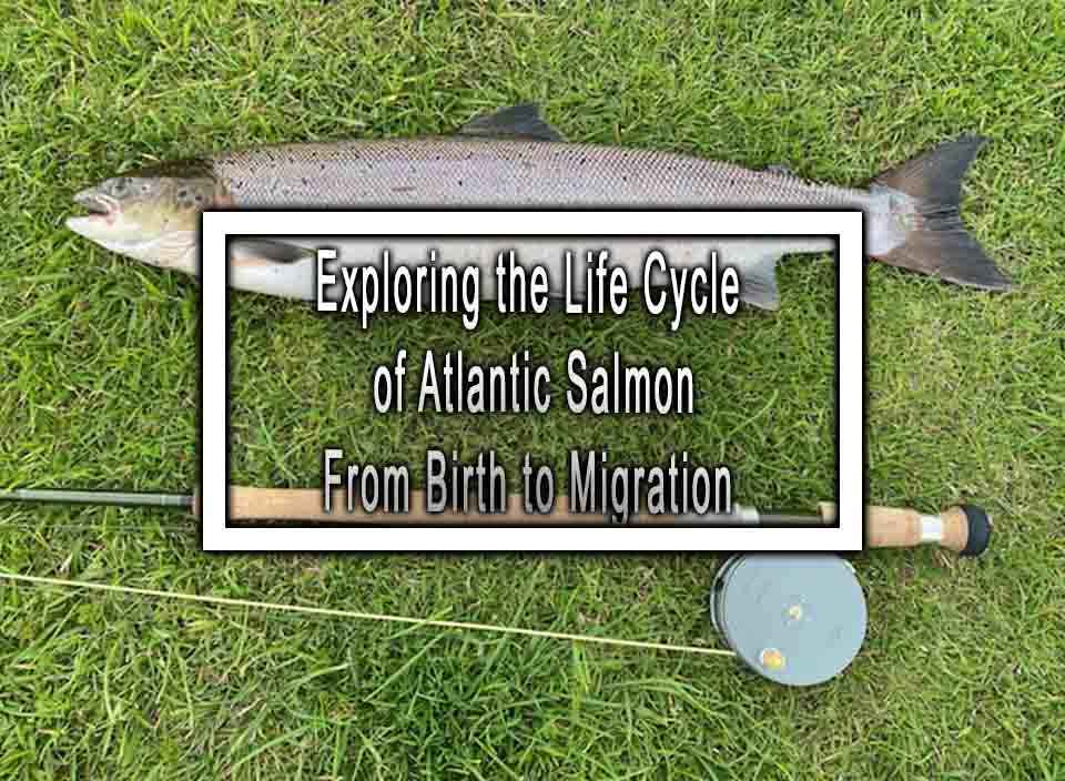 Life Cycle Of Atlantic Salmon Salmo Salar at Jimmy Milam blog