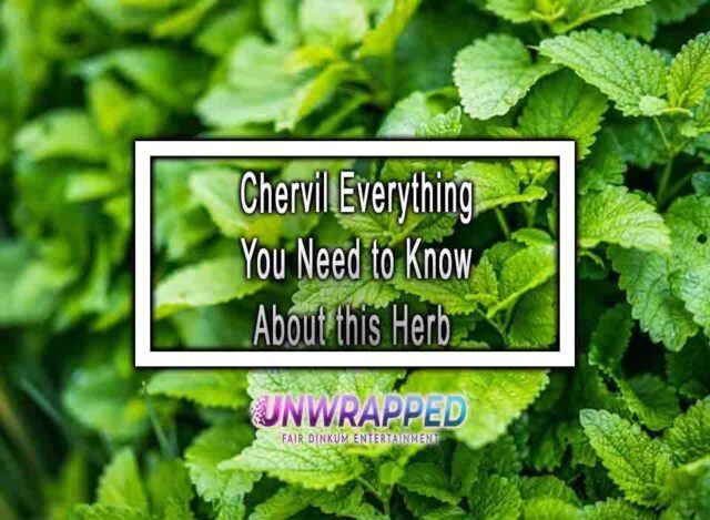 Chervil Everything You Need to Know About this Herb