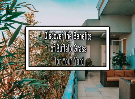 Discover the Benefits of Buffalo Grass for Your Yard