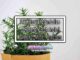 The History and Symbolism of Rosemary From Ancient Greece to Modern ...