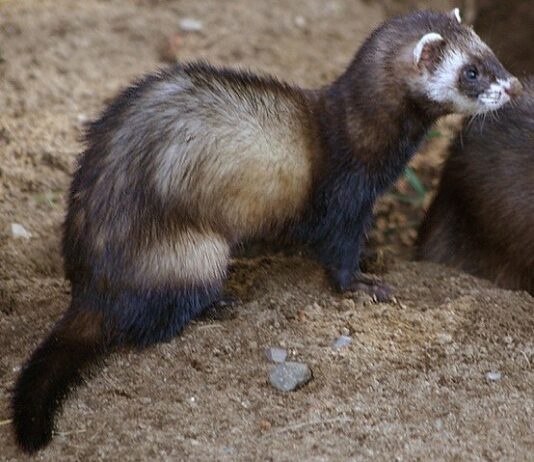 How to Choose the Right polecat for Your Needs