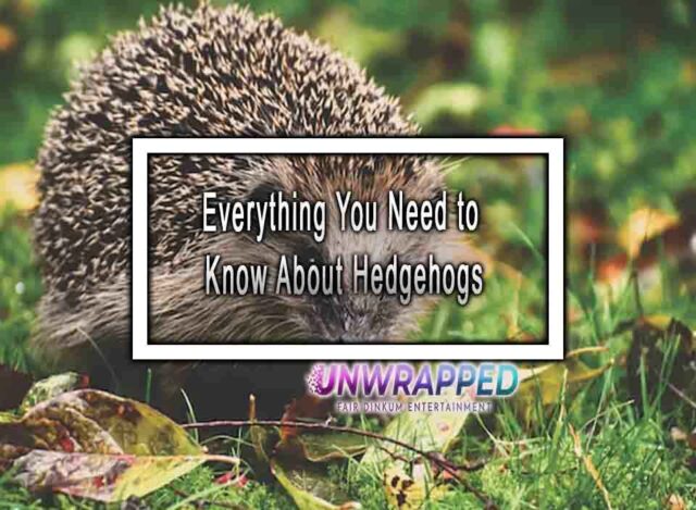 Everything You Need to Know About Hedgehogs