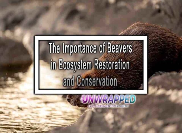 The Importance of Beavers in Ecosystem Restoration and Conservation