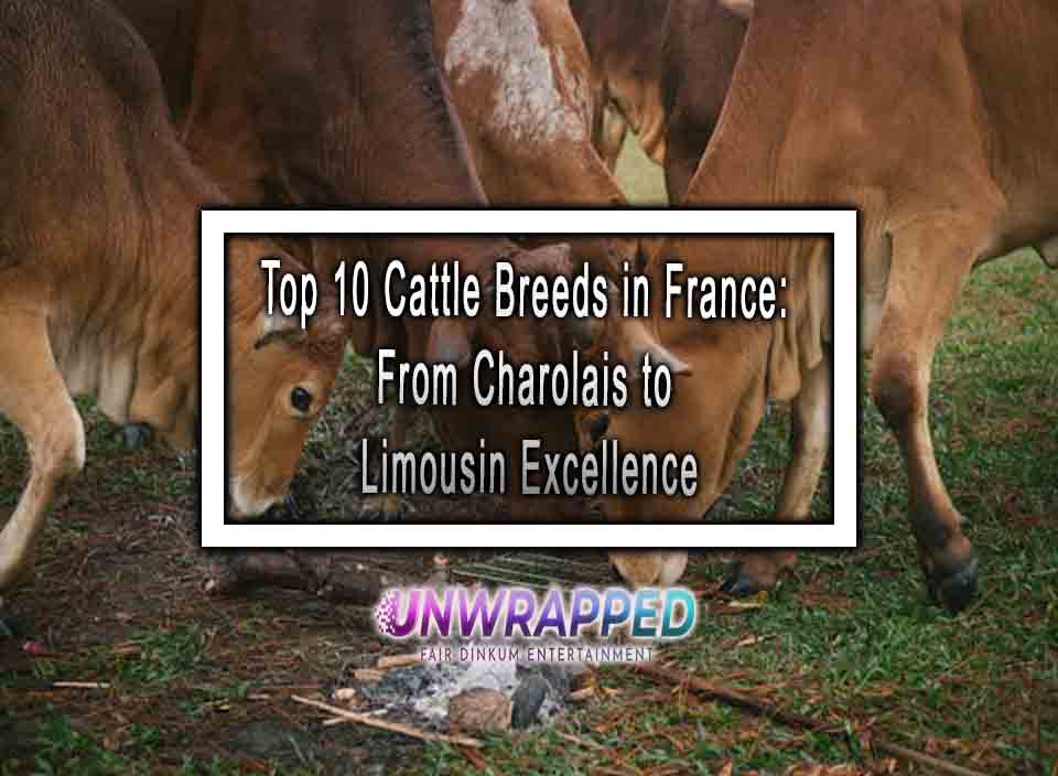 Top 10 Cattle Breeds in France: From Charolais to Limousin Excellence