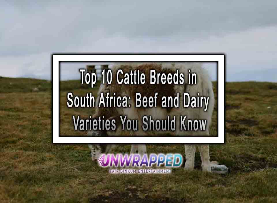 Top 10 Cattle Breeds in South Africa: Beef and Dairy Varieties You ...