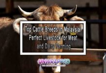 Top Cattle Breeds in the Philippines: Livestock for Tropical Farming ...