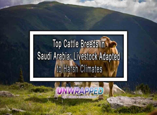 Top Cattle Breeds in Saudi Arabia: Livestock Adapted to Harsh Climates