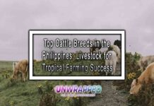 Top 10 Cattle Breeds in Mexico: Ideal Breeds for Beef and Dairy Production