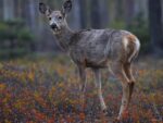 CWD: 5 Shocking Facts About Chronic Wasting Disease's Global Impact